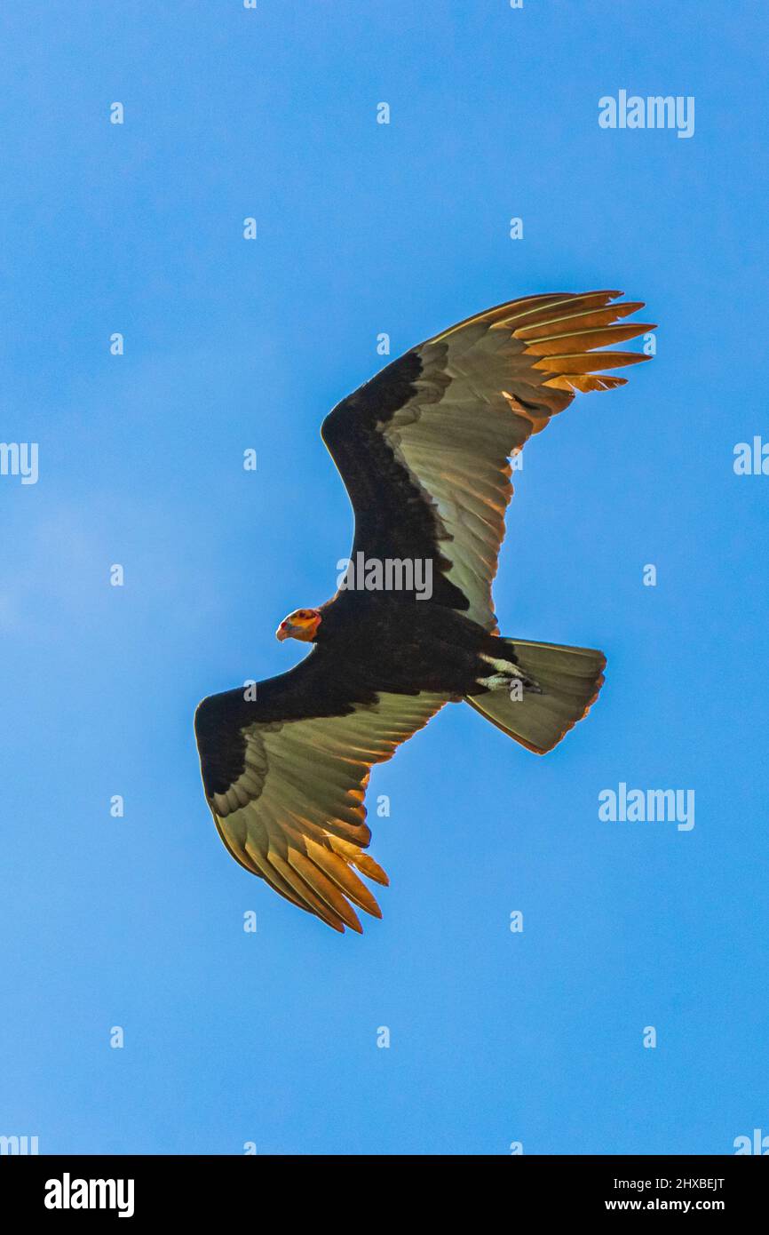 Tropical Black Turkey Vulture Cathartes aura aura flies lonely with ...