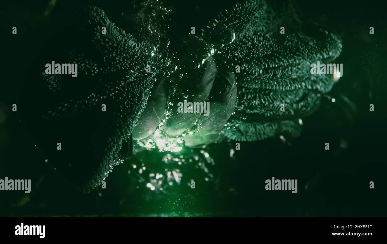 A professional dry microfiber rag for washing a car is dipped in water ...