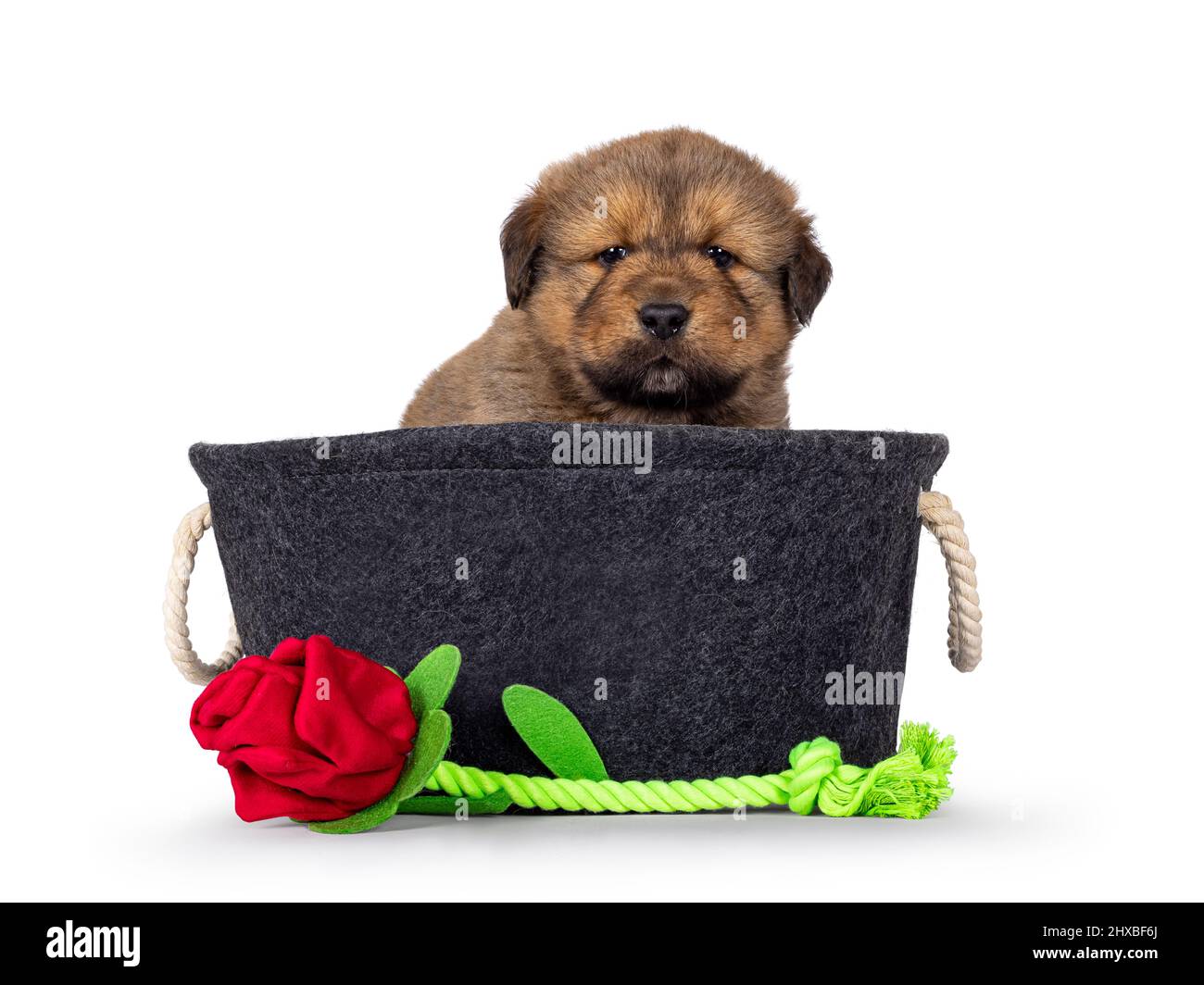 Adorable baby Tibetan Mastiff dog puppy, sitting in grey basket with ...