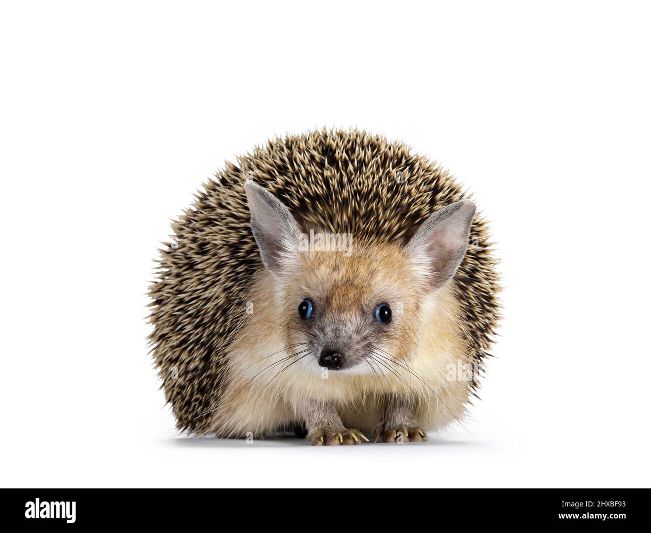 Long Eared Hedgehog Long Eared Hedgehog