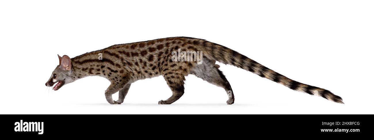 Arabian small spotted genet aka Genetta genetta, walking from right to ...