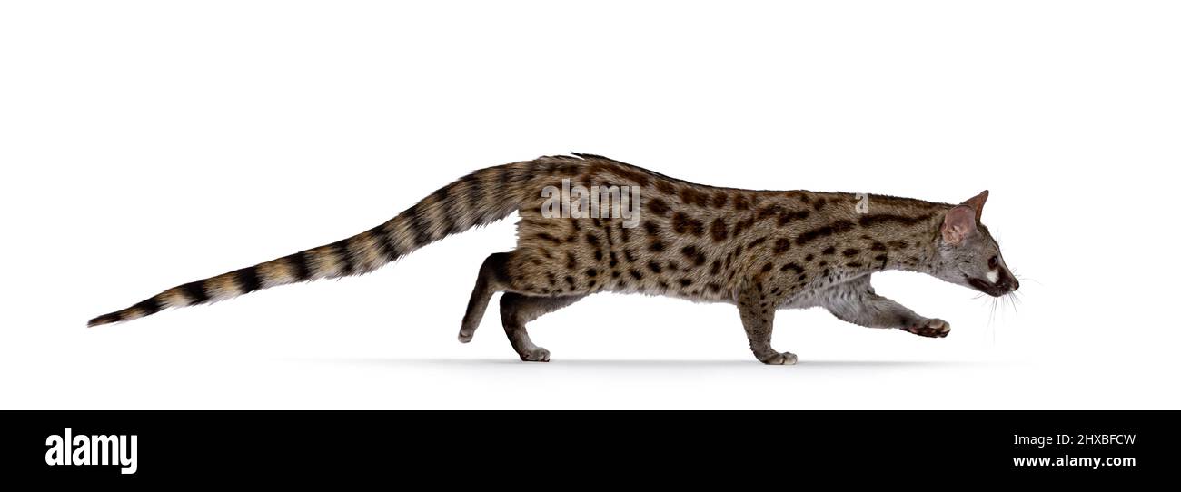 Small spotted genet genetta genetta Cut Out Stock Images & Pictures - Alamy