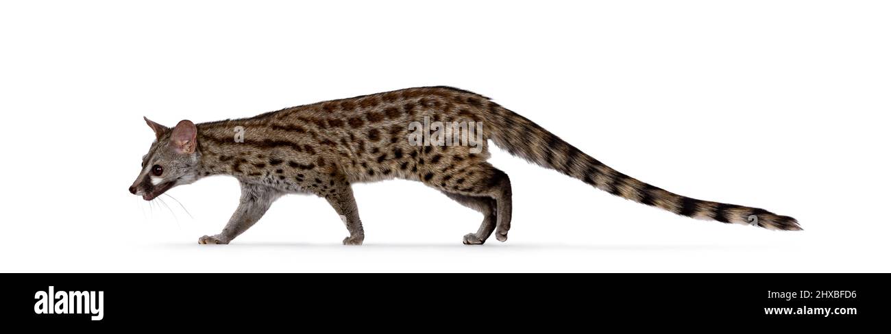 Cute Spotted Genet