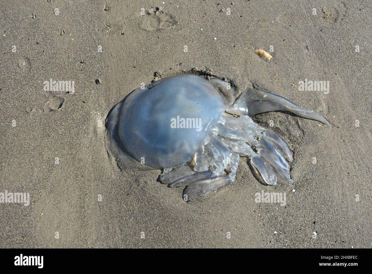 close up of large Jellyfish. The multi organ animal was washed up, on ...