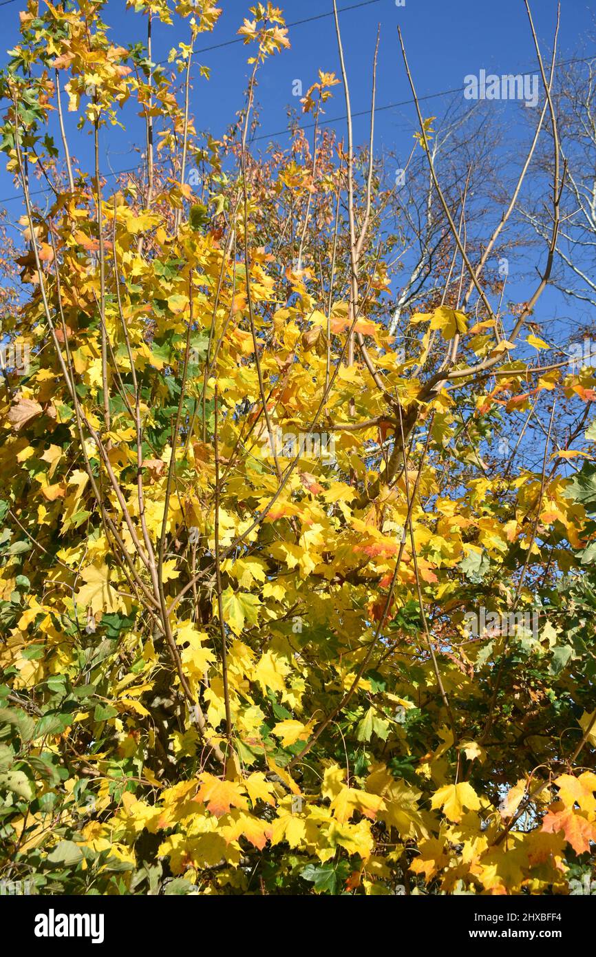 close up of yellow and orange, golden leaves of a sycamore tree in ...