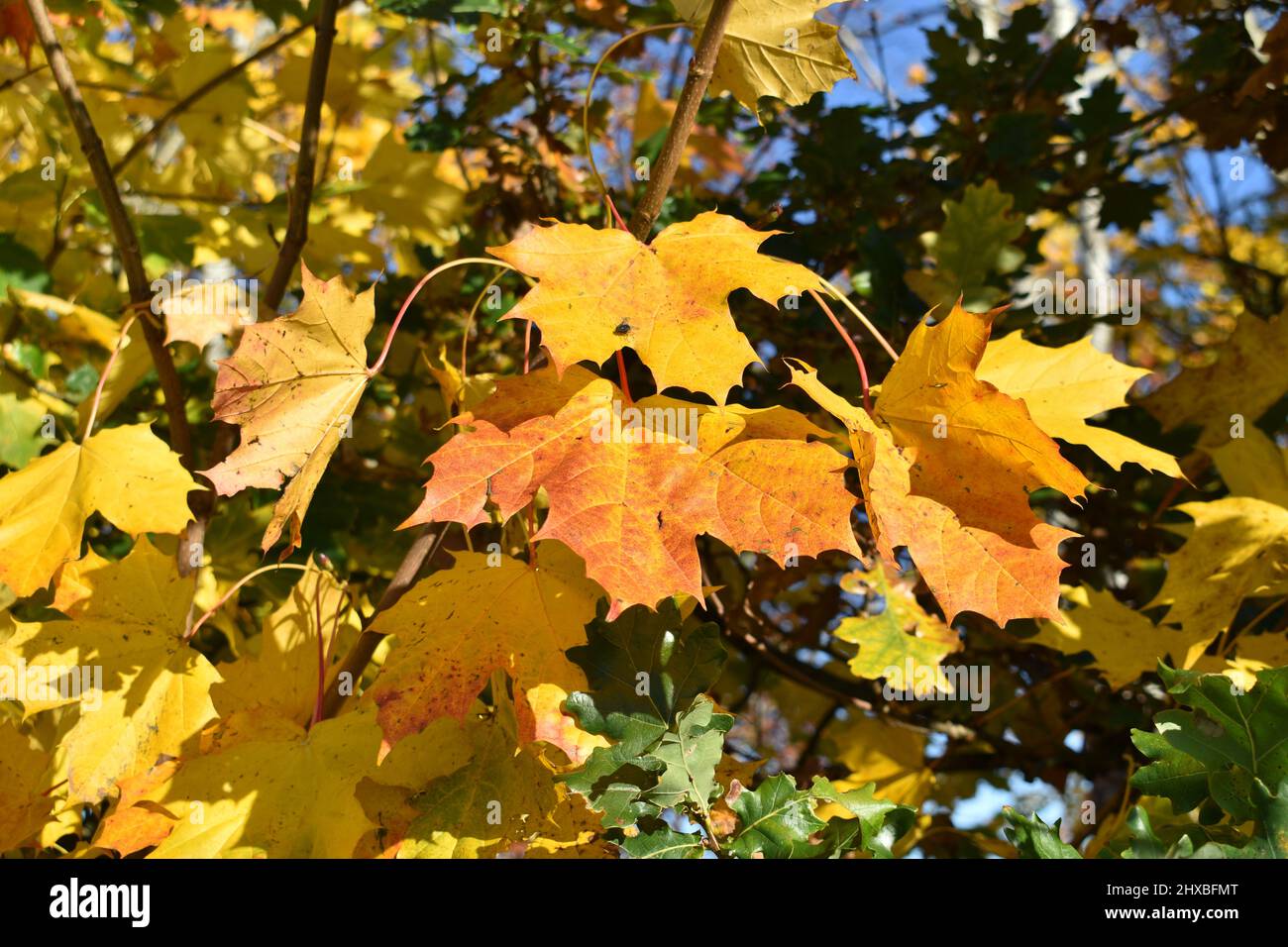 close up of yellow and orange, golden leaves of a sycamore tree in ...