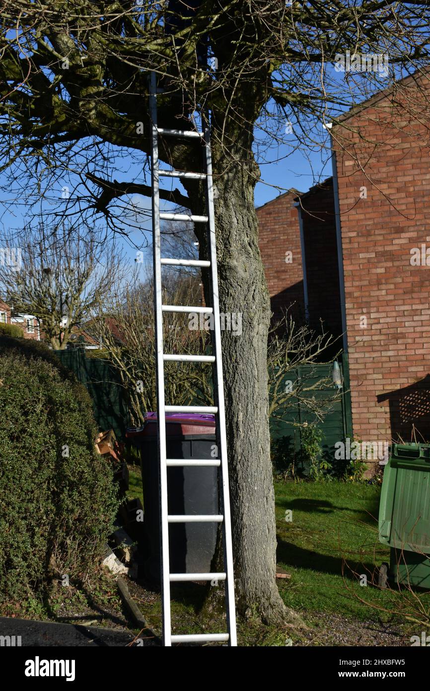 Pruning garden ladder hi-res stock photography and images - Alamy