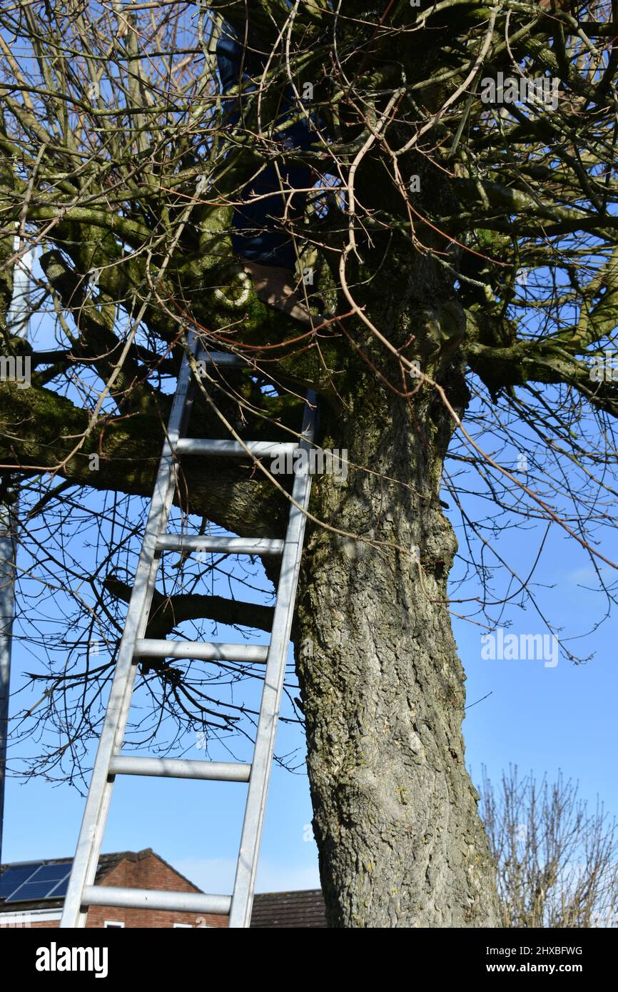 Pruning garden ladder hi-res stock photography and images - Alamy