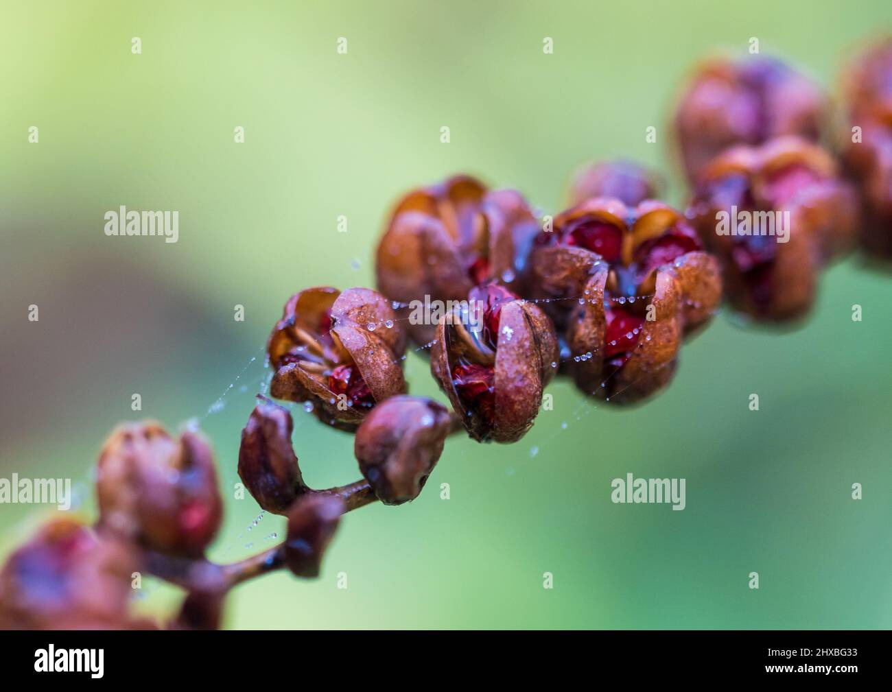 Crocosmia lucifer seed pod hi-res stock photography and images - Alamy