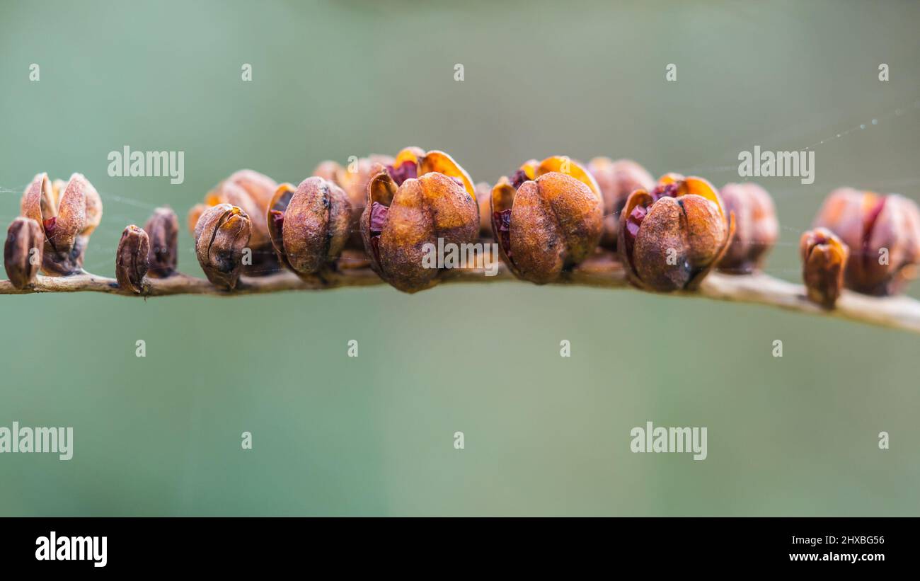 A macro shot of a row of crocosmia seed capsules Stock Photo - Alamy