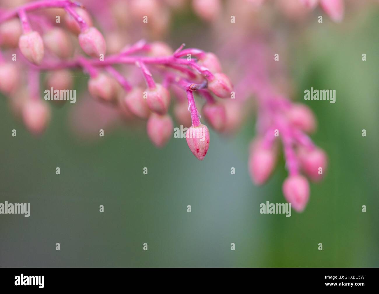 A macro shot of the flower buds of a forest flame bush Stock Photo - Alamy