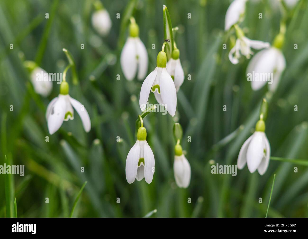 A macro shot of a clump of snowdrop blooms Stock Photo - Alamy