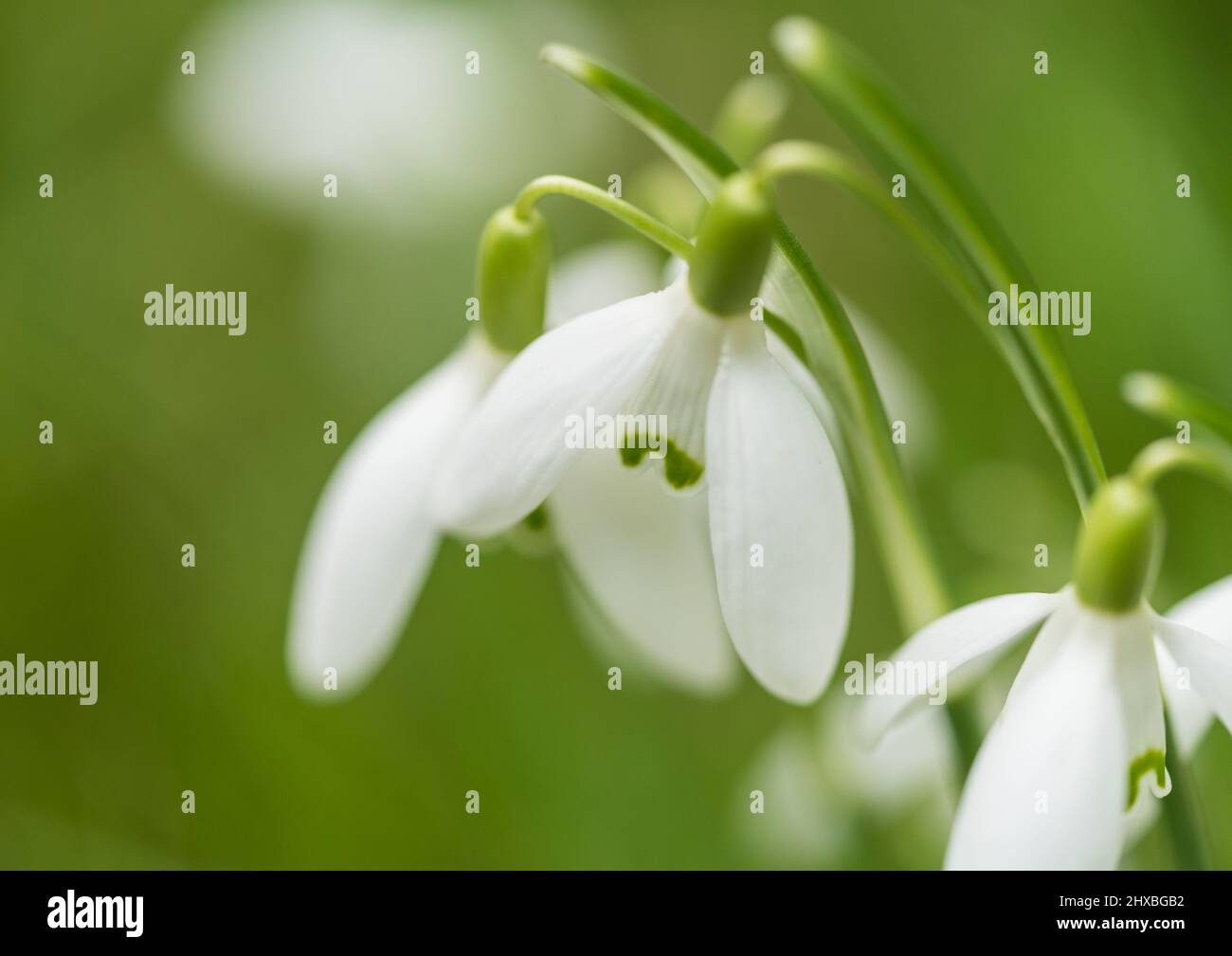 A macro shot of a common snowdrop bloom Stock Photo - Alamy