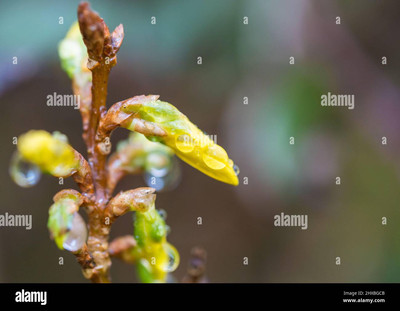 Forsythia water hi-res stock photography and images - Alamy