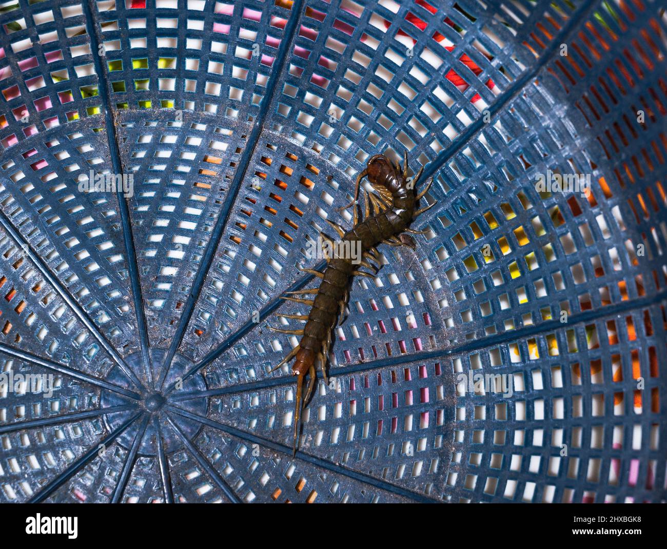 Tehatta, West Bengal, India. 9th Mar, 2022. Centipedes are elongated ...