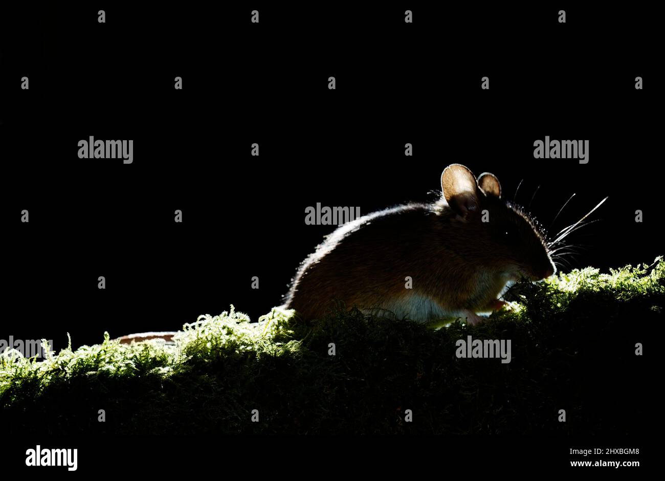 Wood mouse Apodemus sylvaticus at night Stock Photo - Alamy