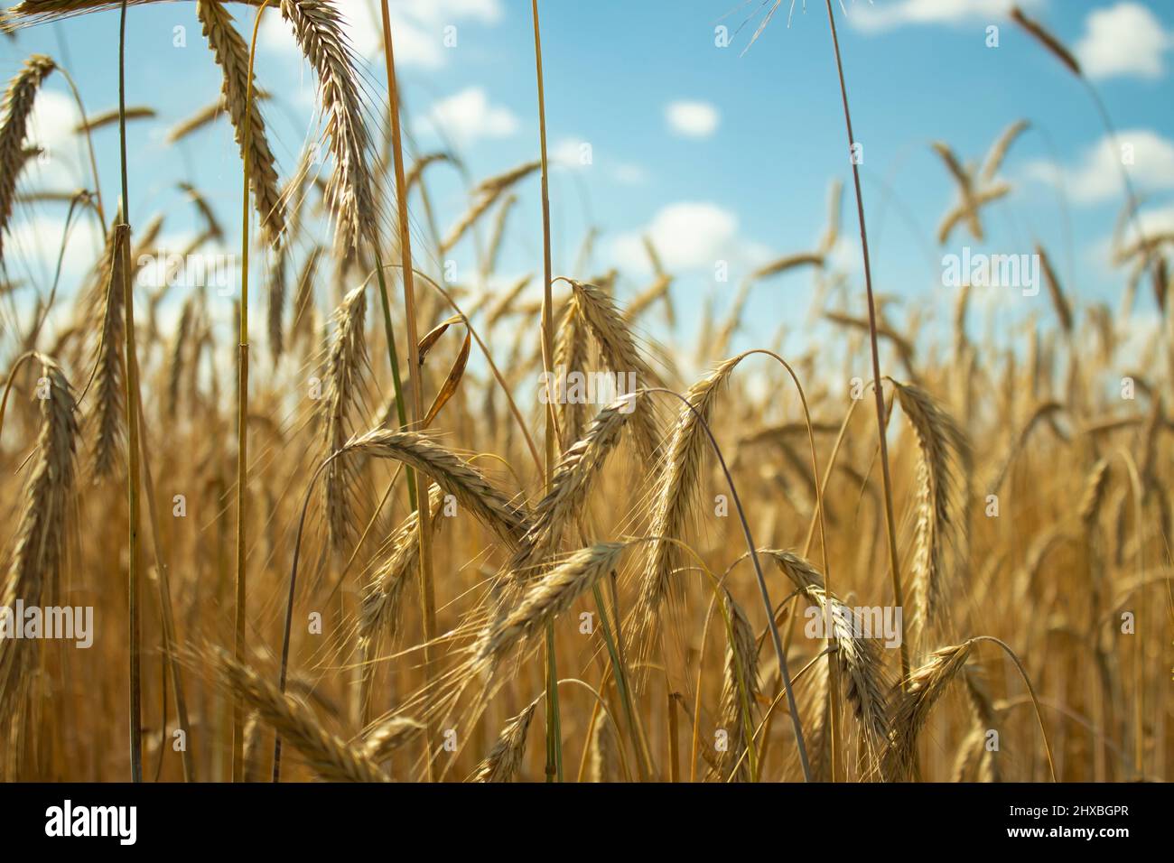 wheat field and clouds. rye and sky. magnificent landscape. background ...