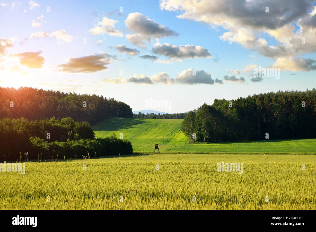 Field of spring wheat sunrise hi-res stock photography and images - Alamy