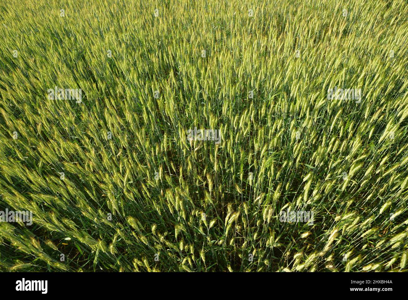 Top view of green rye field. Agricultural background Stock Photo - Alamy