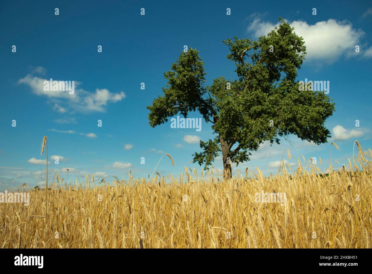 panorama field with wheat and one lonely green tree. magnificent ...