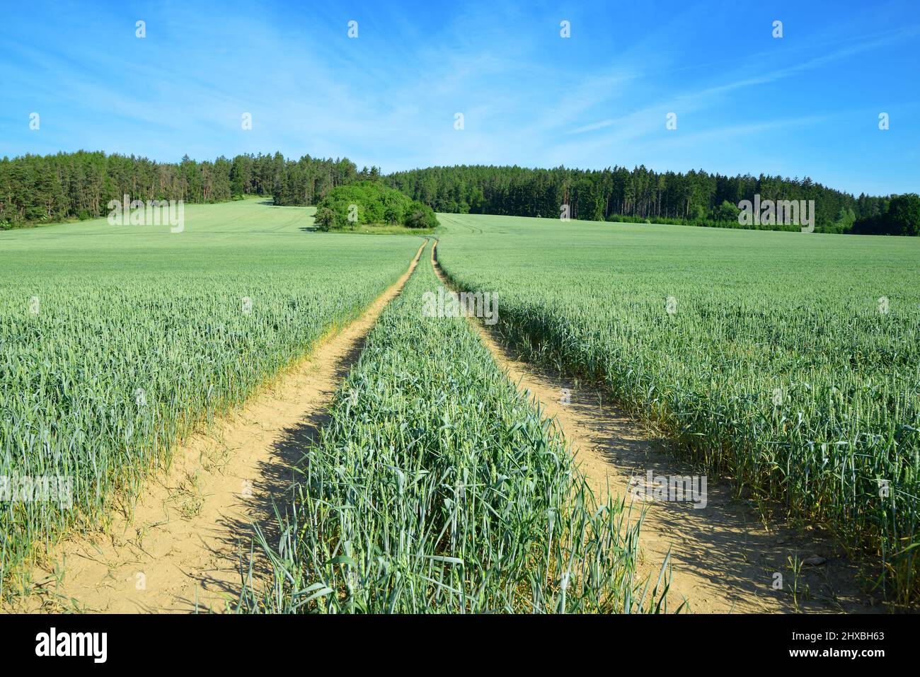 Spring rural landscape. Dirt road in wheat field. Czech Republic Stock ...