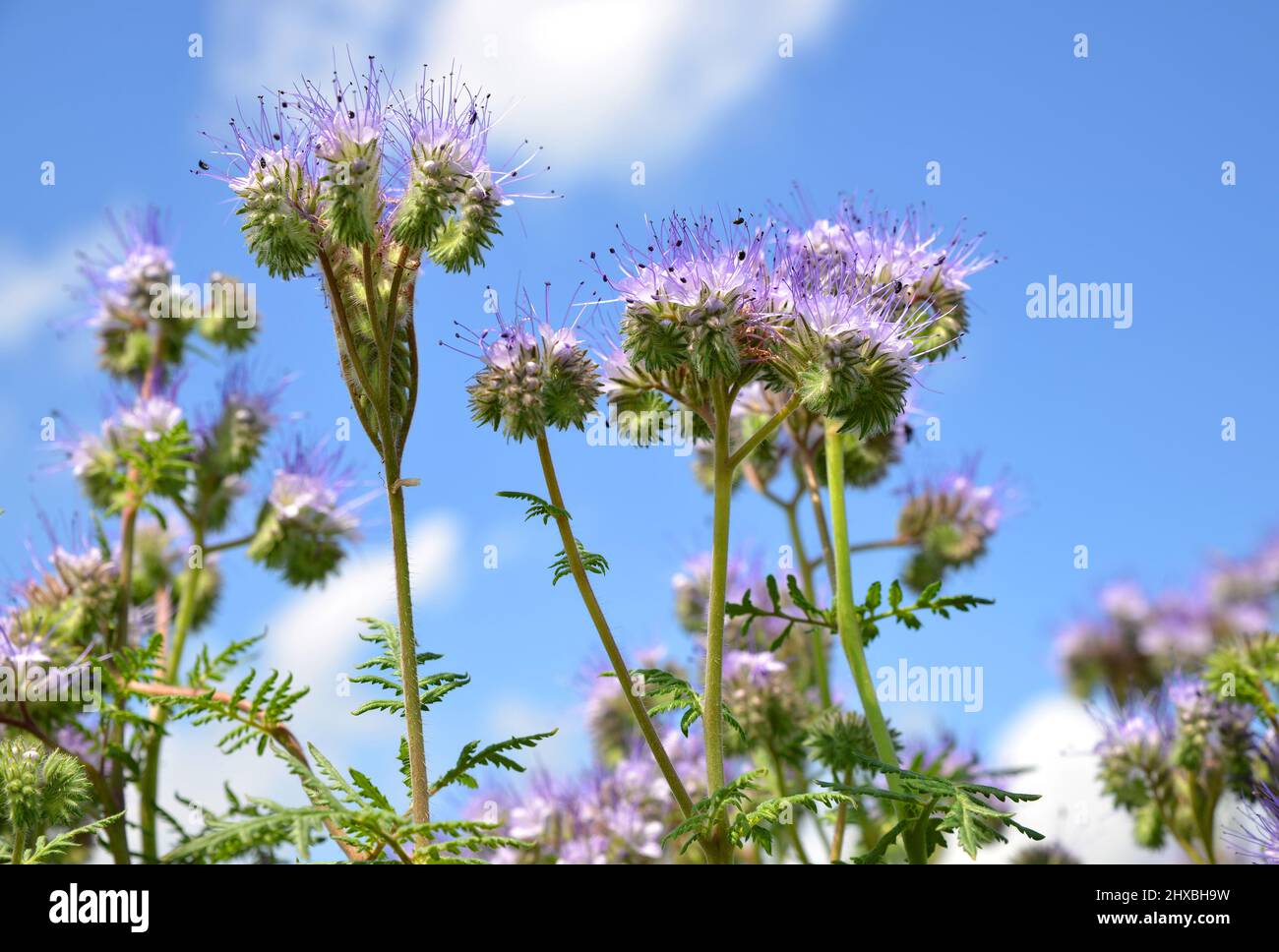 Lacy Phacelia flowers (Phacelia tanacetifolia) growing on the field ...