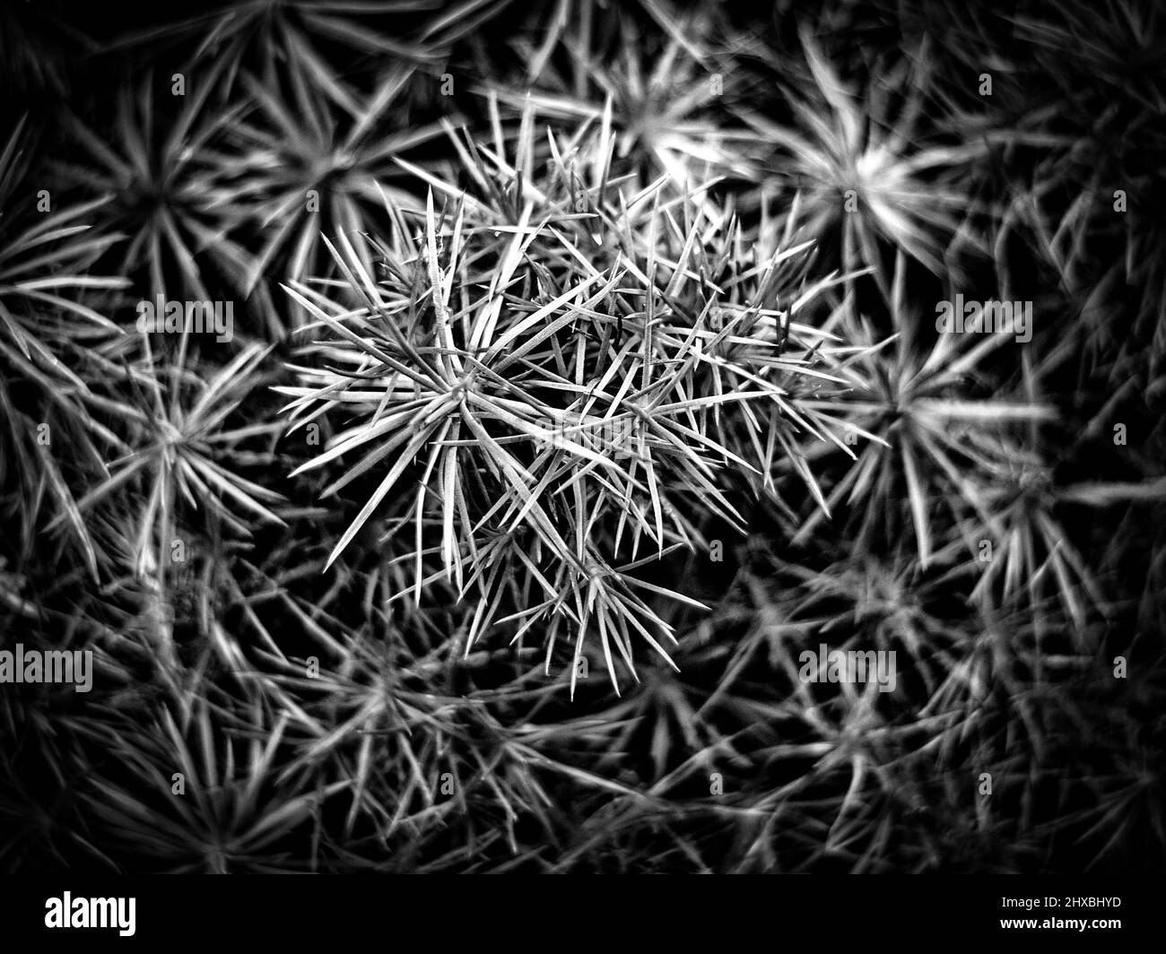 Cambridge university botanical gardens hi-res stock photography and ...