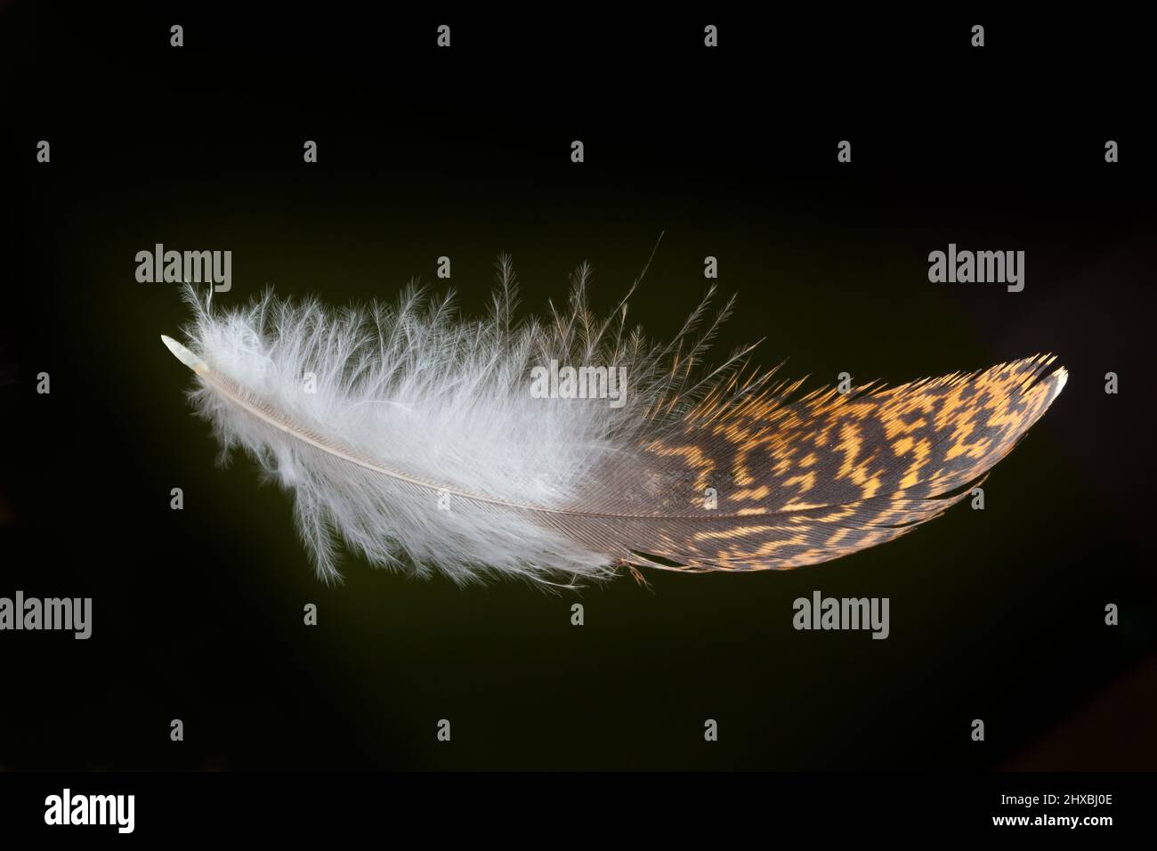 Pheasant feather hi-res stock photography and images - Alamy