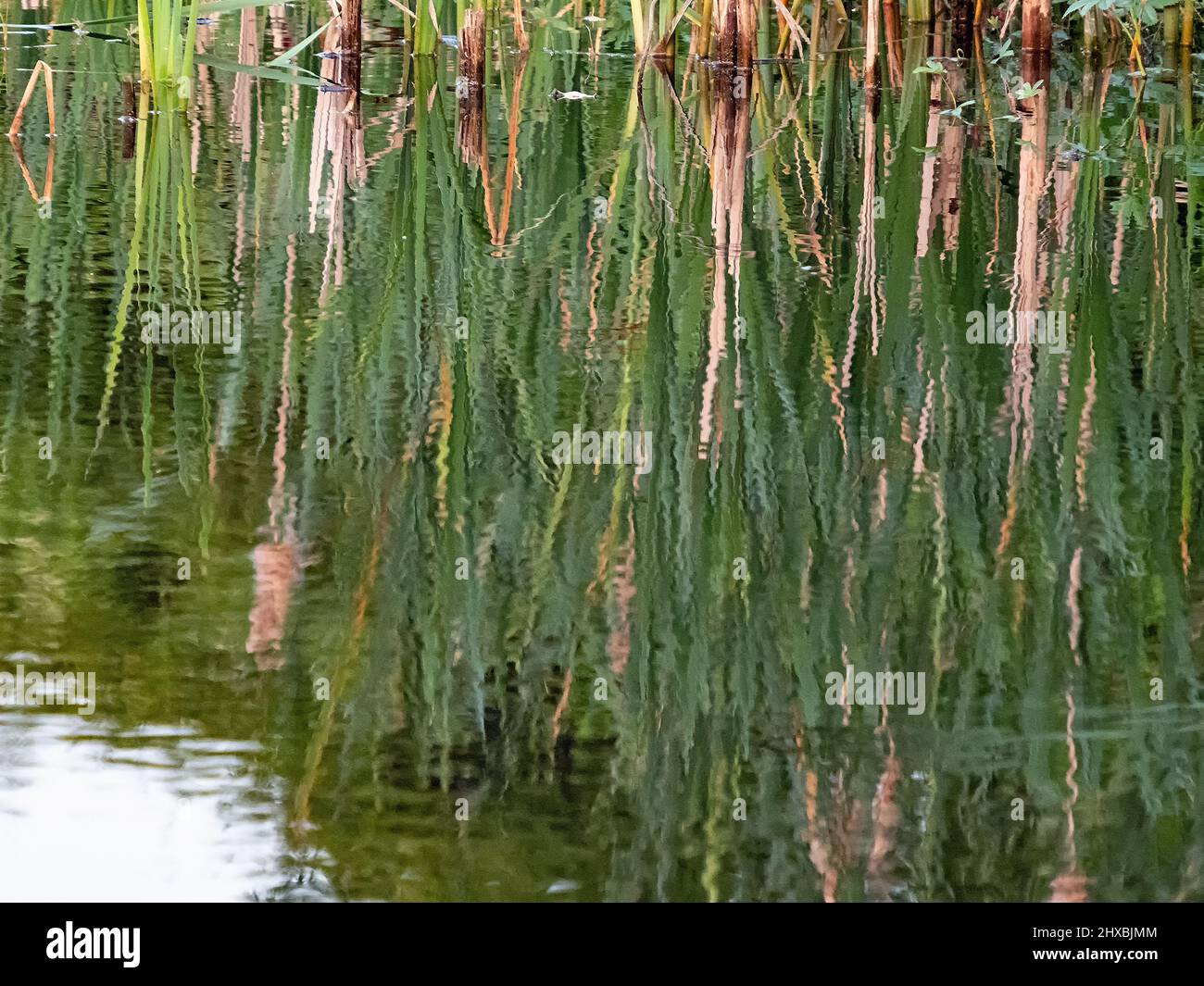 Reeds in the water hi-res stock photography and images - Alamy