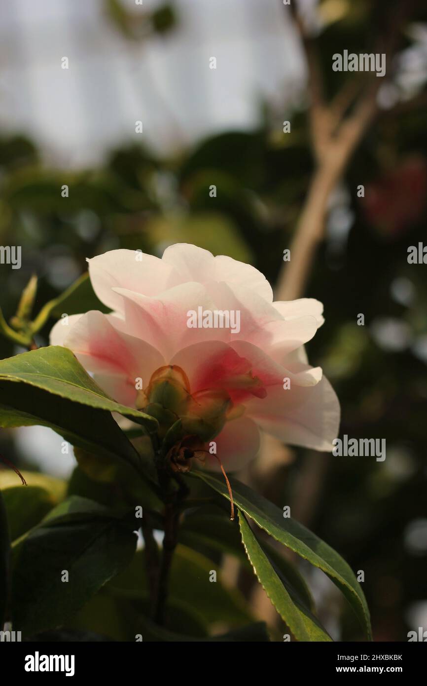 Fresh blush pink flowers growing in the spring flower garden Stock ...