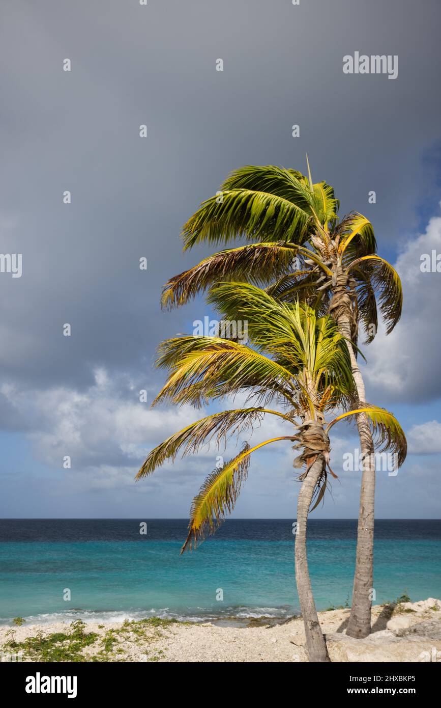 Two palm trees on the blue sky and azure sea background Stock Photo - Alamy