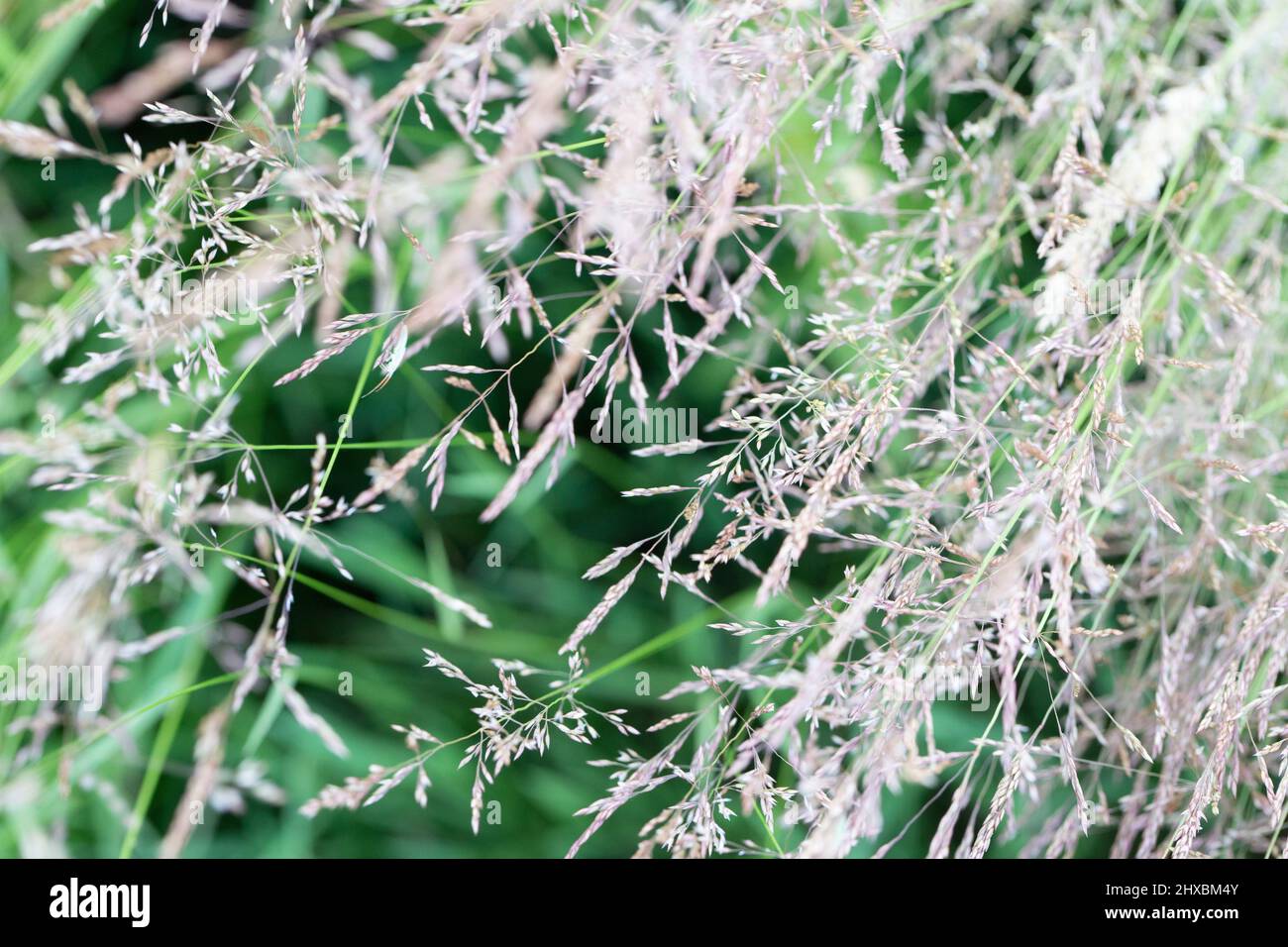 Fluffy grass panicle on a green background. Ecological background Stock ...