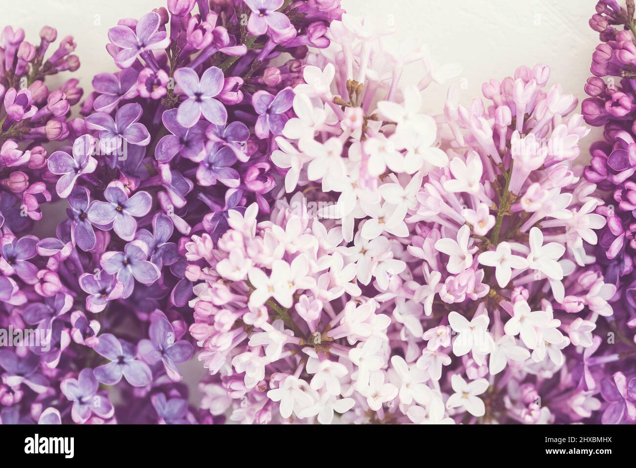 Pink purple lilac background, lilac blossoms closeup Stock Photo - Alamy