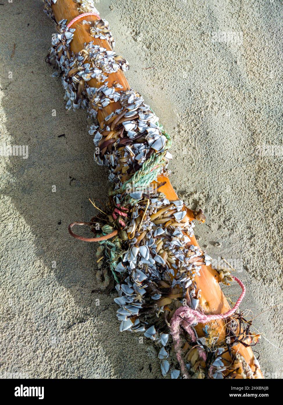 Goose barnacles, stalked barnacles, gooseneck barnacles on wooden post ...