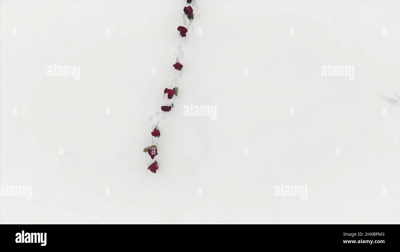 A group of people traveling on the taiga or snow-covered forest follow ...