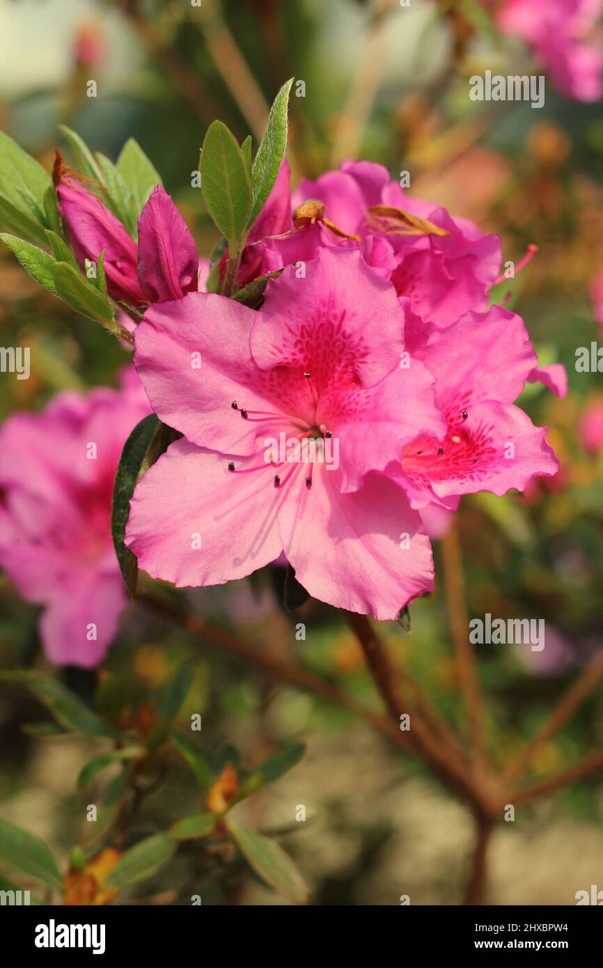 Beautiful pink azaleas growing in the summer flower garden Stock Photo ...