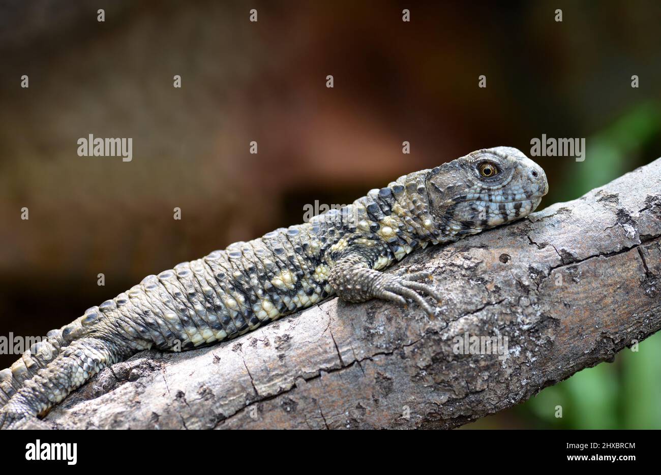 Crocodile lizard hi-res stock photography and images - Alamy