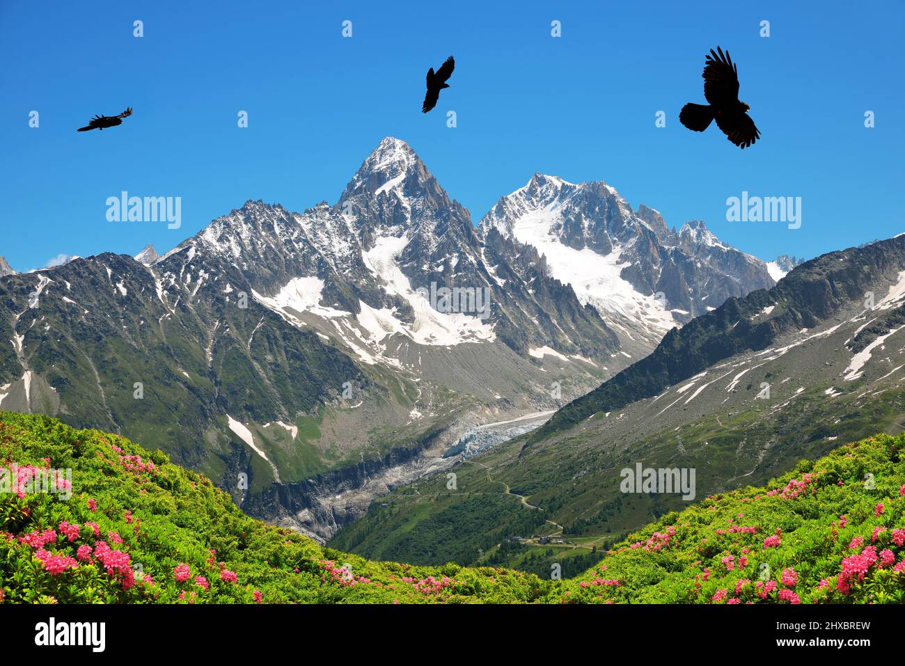 Alpine Chough (Pyrrhocorax graculus) with Mount Aiguille du Chardonnet ...