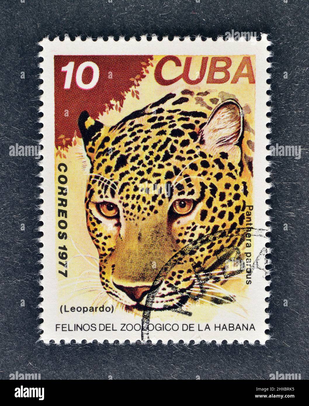 cancelled postage stamp printed by Cuba, that shows Leopard (Panthera ...