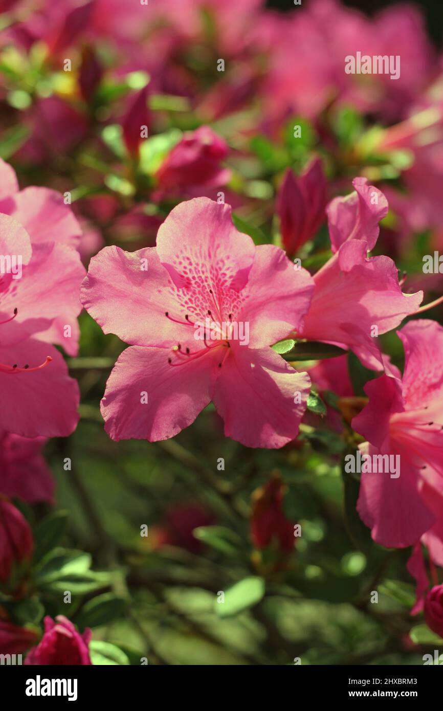 Beautiful pink azaleas growing in the summer flower garden Stock Photo ...