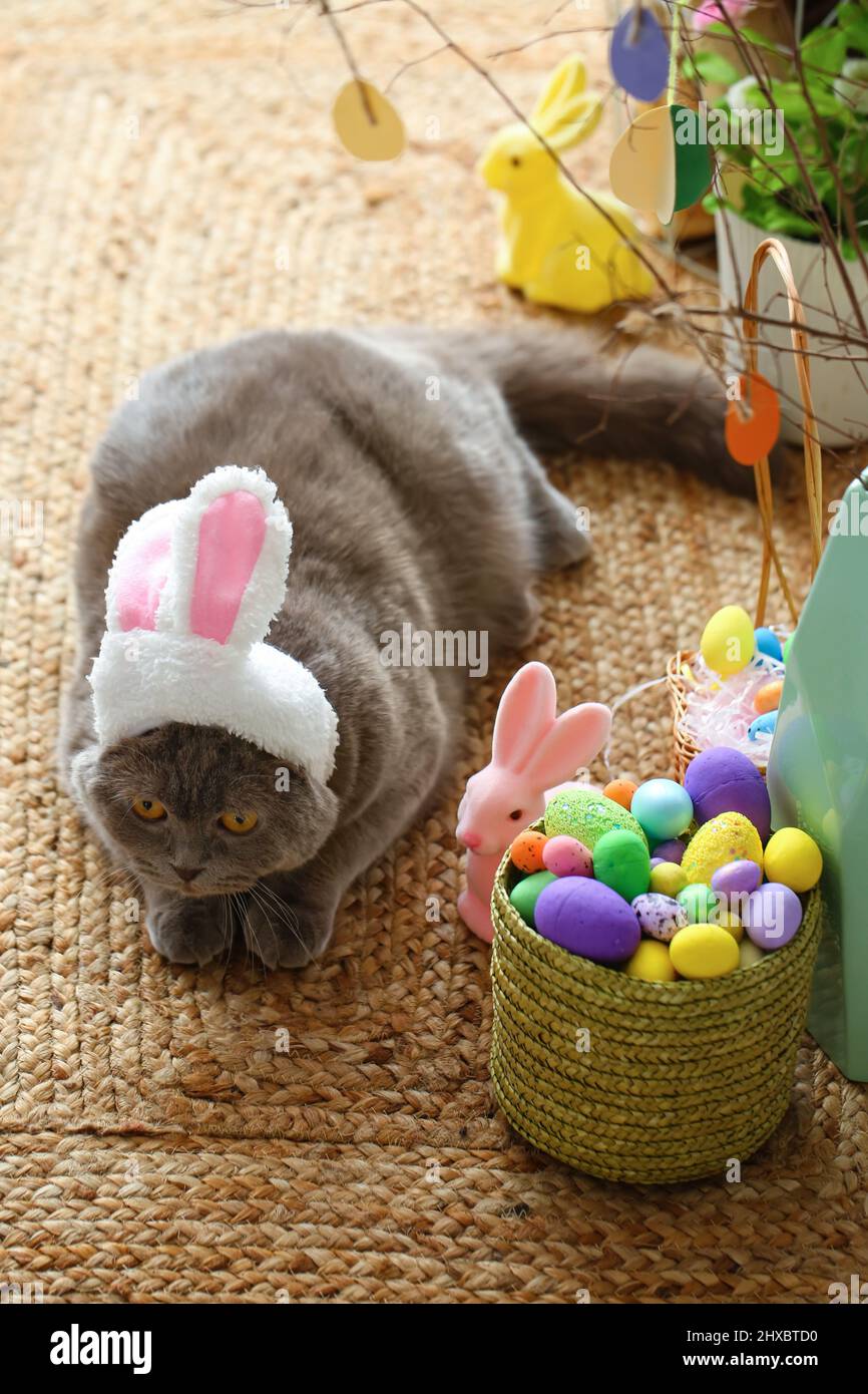 Cute Scottish Fold cat in bunny ears with Easter eggs and rabbit at ...