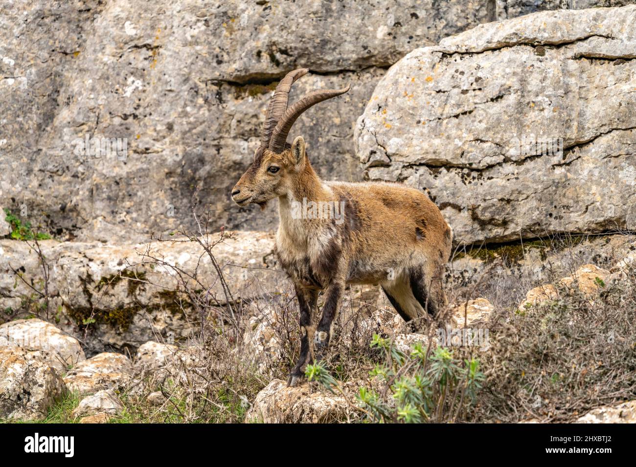 Steinbock ziege hi-res stock photography and images - Alamy
