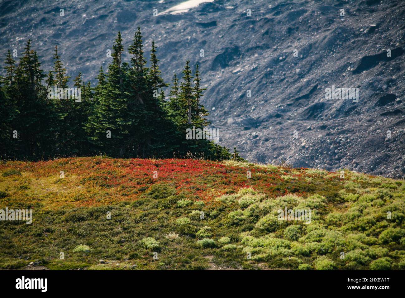 Mount Rainier in Washington State, USA Stock Photo - Alamy