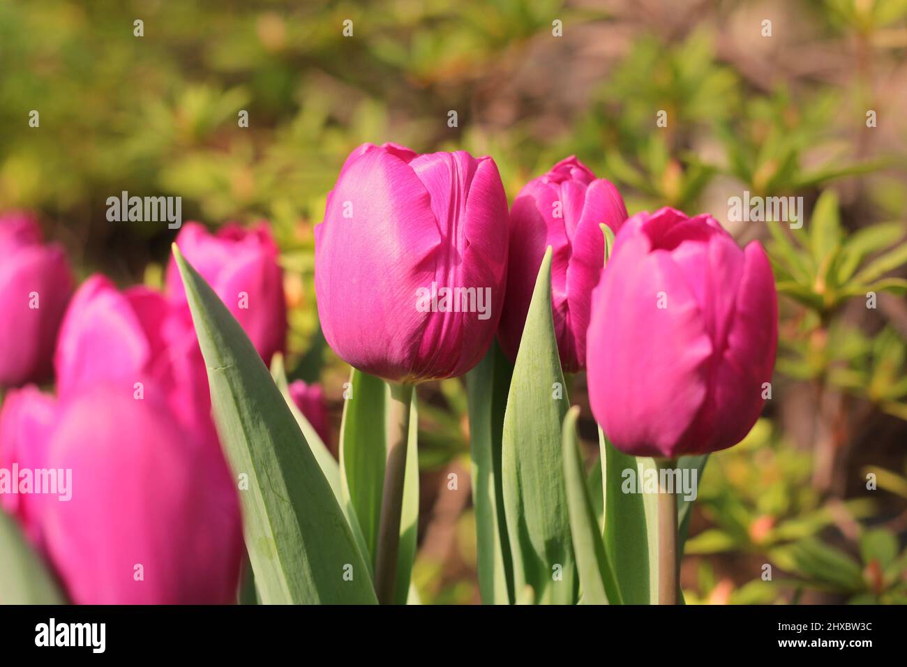 Bright purple tulips growing in the sunny spring flower garden Stock ...