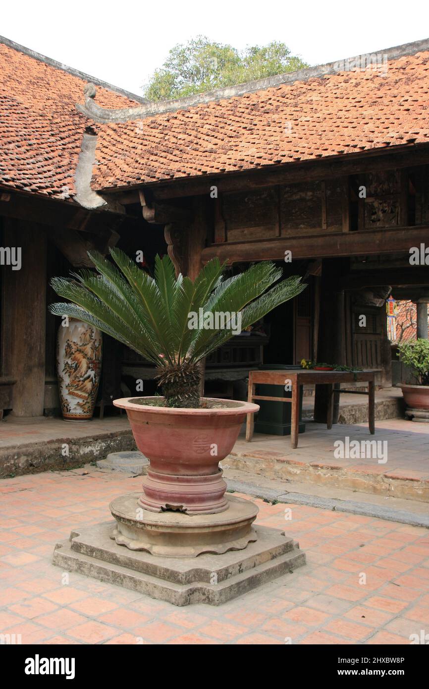 Palmier asiatique hi-res stock photography and images - Alamy