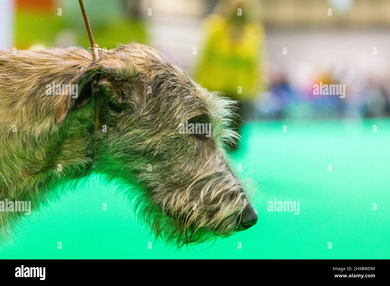 Birmingham, 11 March 2022. An Irish Wolfhound gets itself in the zone ...