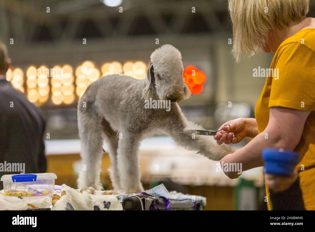 Birmingham, 11 March 2022. Jen Lacey applies some finishing touches to Nettie the Bedlington ...