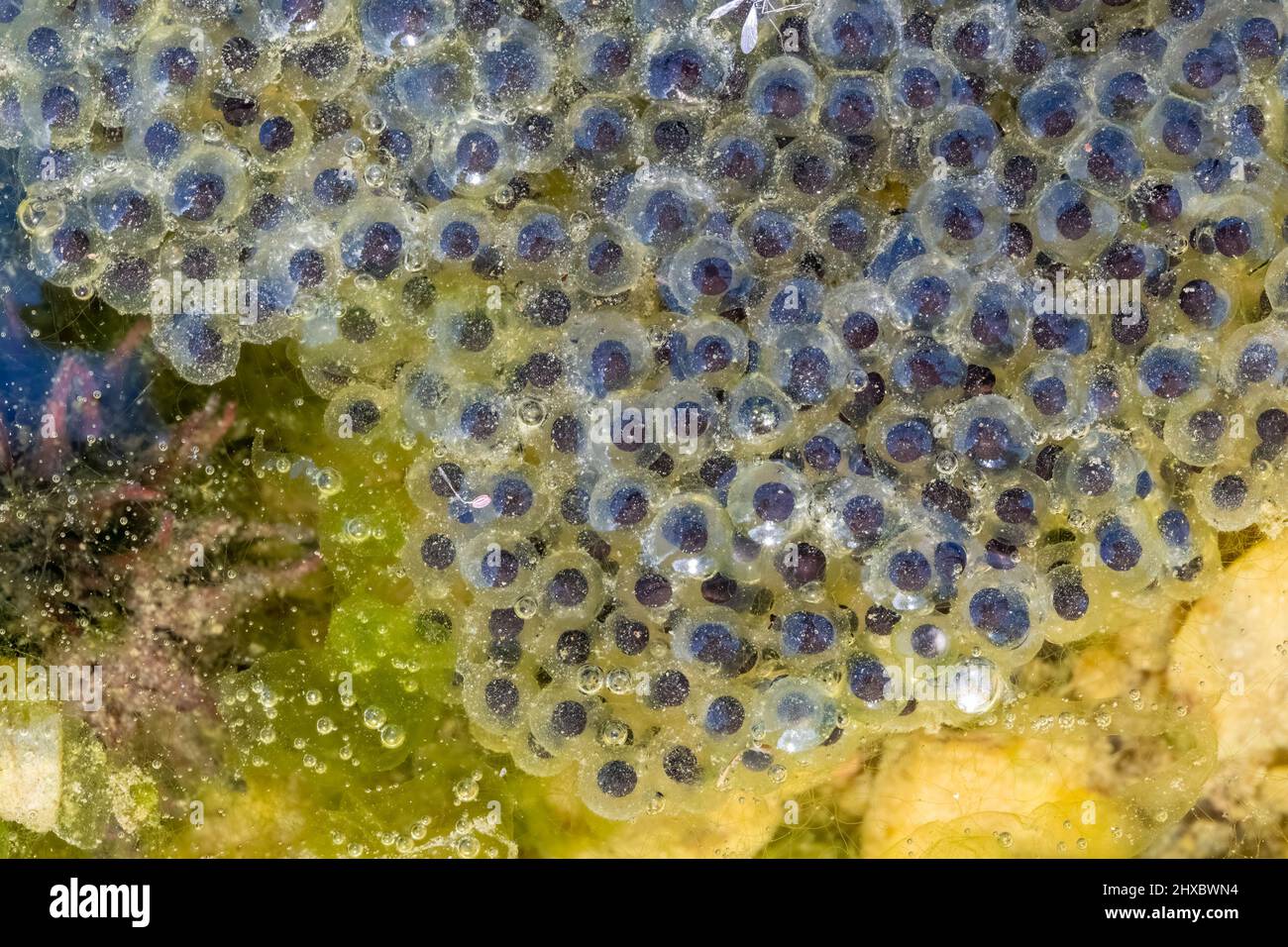 Cluster of eggs of American Water Frogs (Genus Lithobates). Raleigh ...