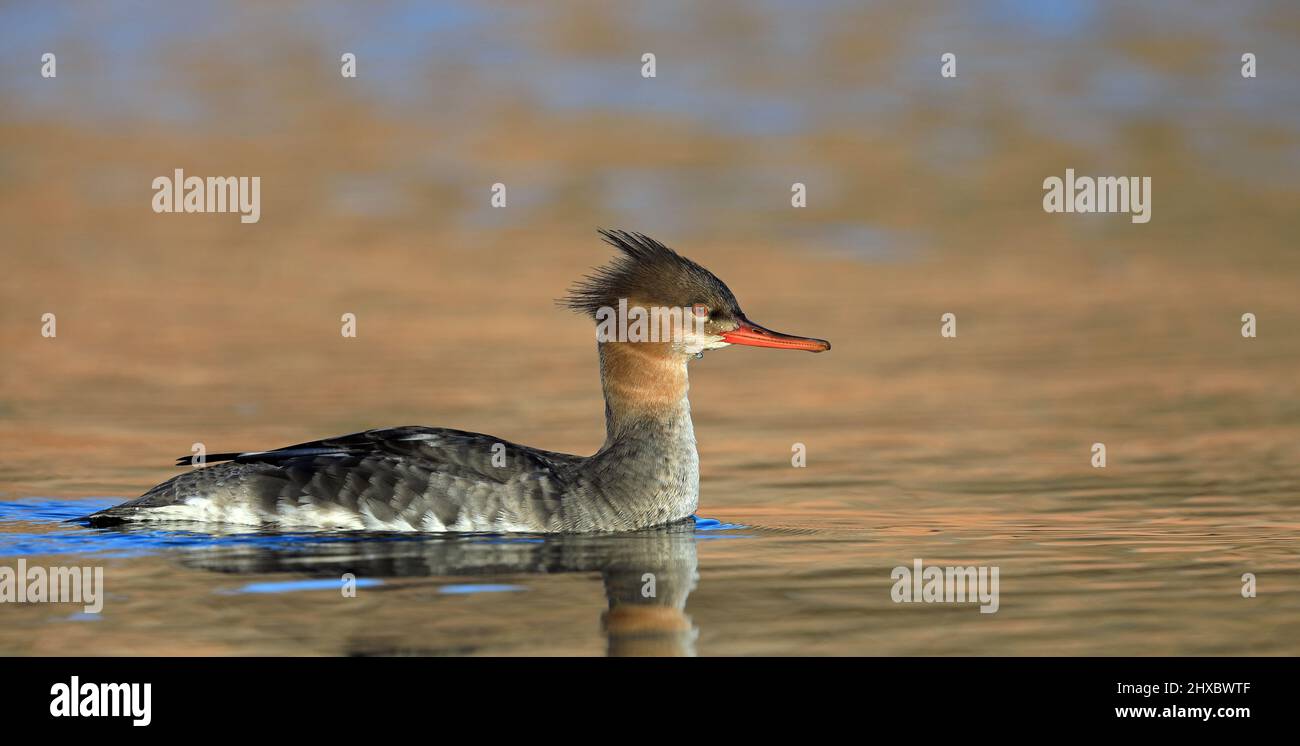 Red-breasted merganser, female Stock Photo - Alamy