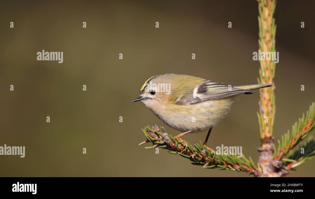 Goldcrest garden hi-res stock photography and images - Alamy